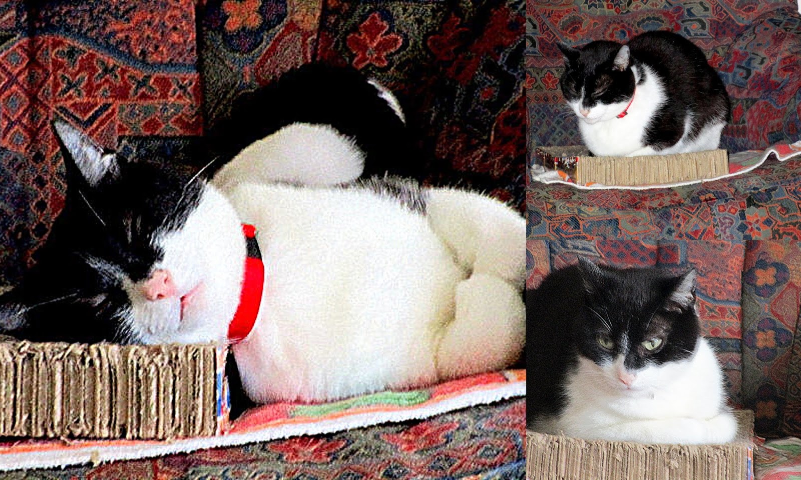 MY CATS AND FUNNY STORIES: CAT SELFIES - CAT NEWS AUGUST 18