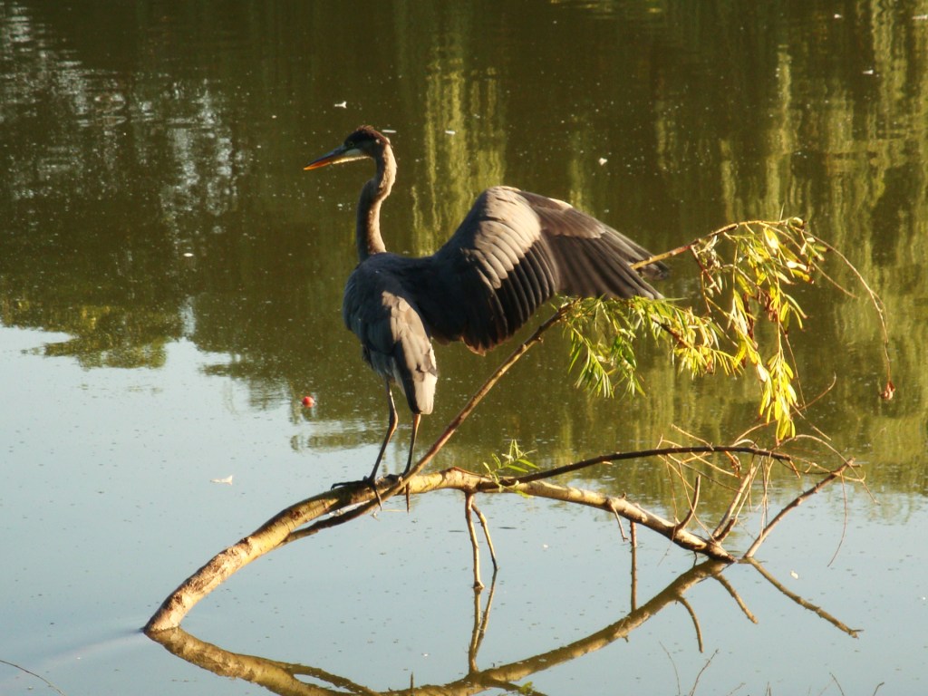 Nature and walks: Birds