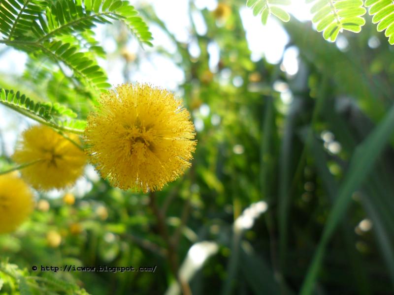 Babla Ful(বাবলা ফুল) - Acacia nilotica