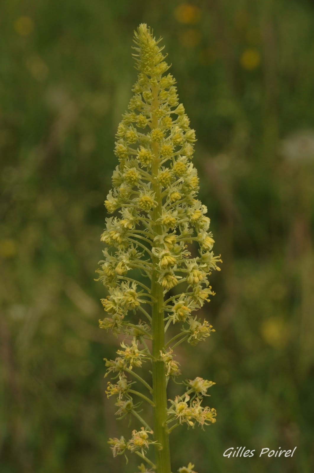 JURA, UNE TERRE, DES HOMMES: Le Réseda jaune. Reseda lutea.