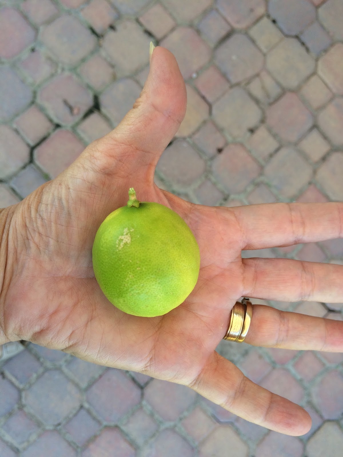 Arizona Backyard Eden: Time to squeeze the key limes