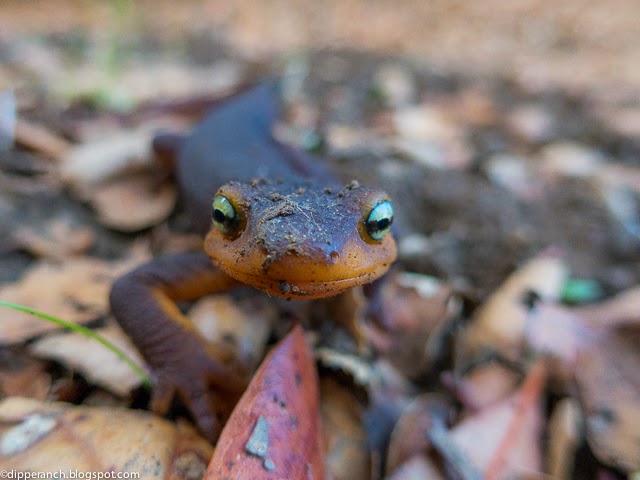 Dipper Ranch: First Ever Red-Bellied Newt