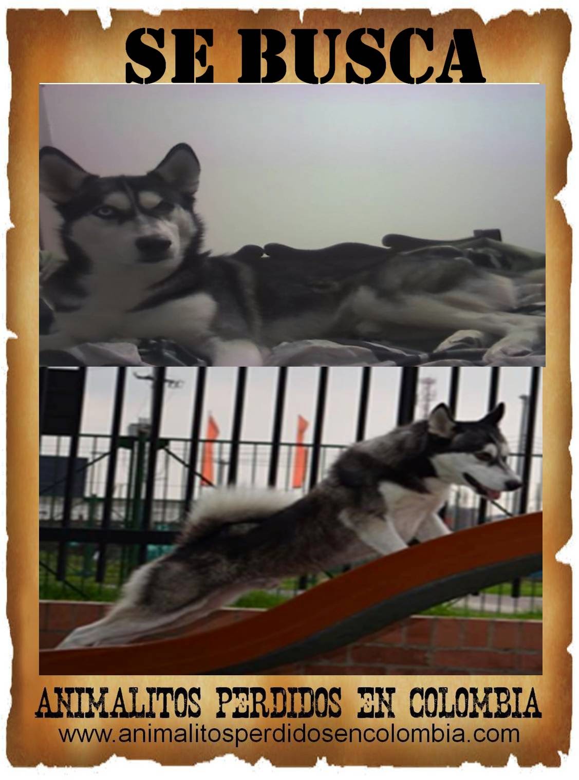 Animalitos Perdidos en Colombia: PERDIDO BOGOTÁ- PERRO SIBERIANO COSTA ...