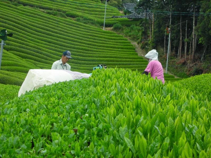 Wazuka Green Tea Farms, Japan