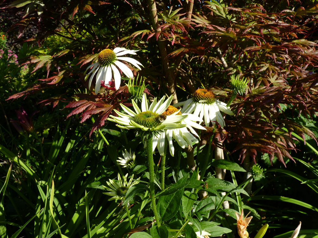 Høneballehaven på Samsø og Hellerupvej på Fyn: Billeder fra ...