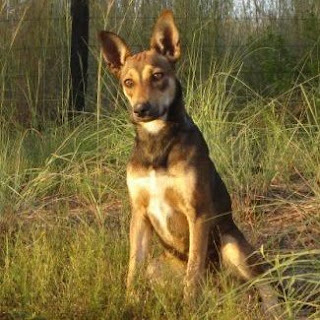 Africanis ~ Dog Breeds Database