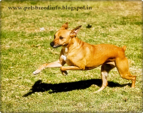 Andalusian Podenco Dog HD Wallpapers Free Download | All About Dogs