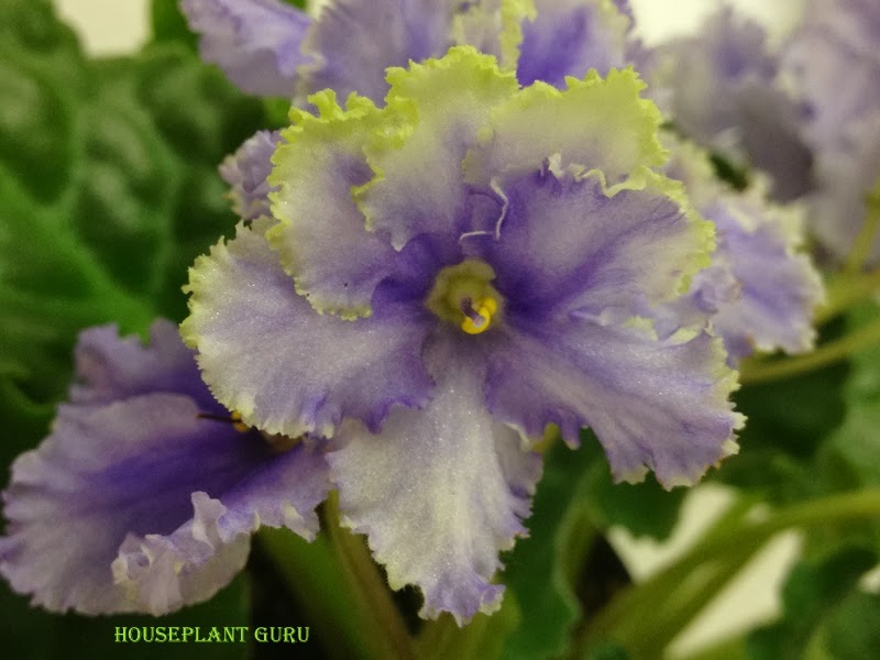 Houseplant Guru: Ohio African Violet Show and Sale