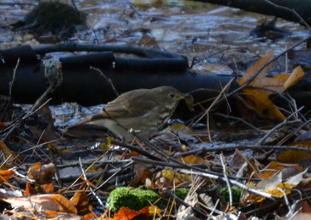 Woods Walks and Wildlife: Frosted Wanderings