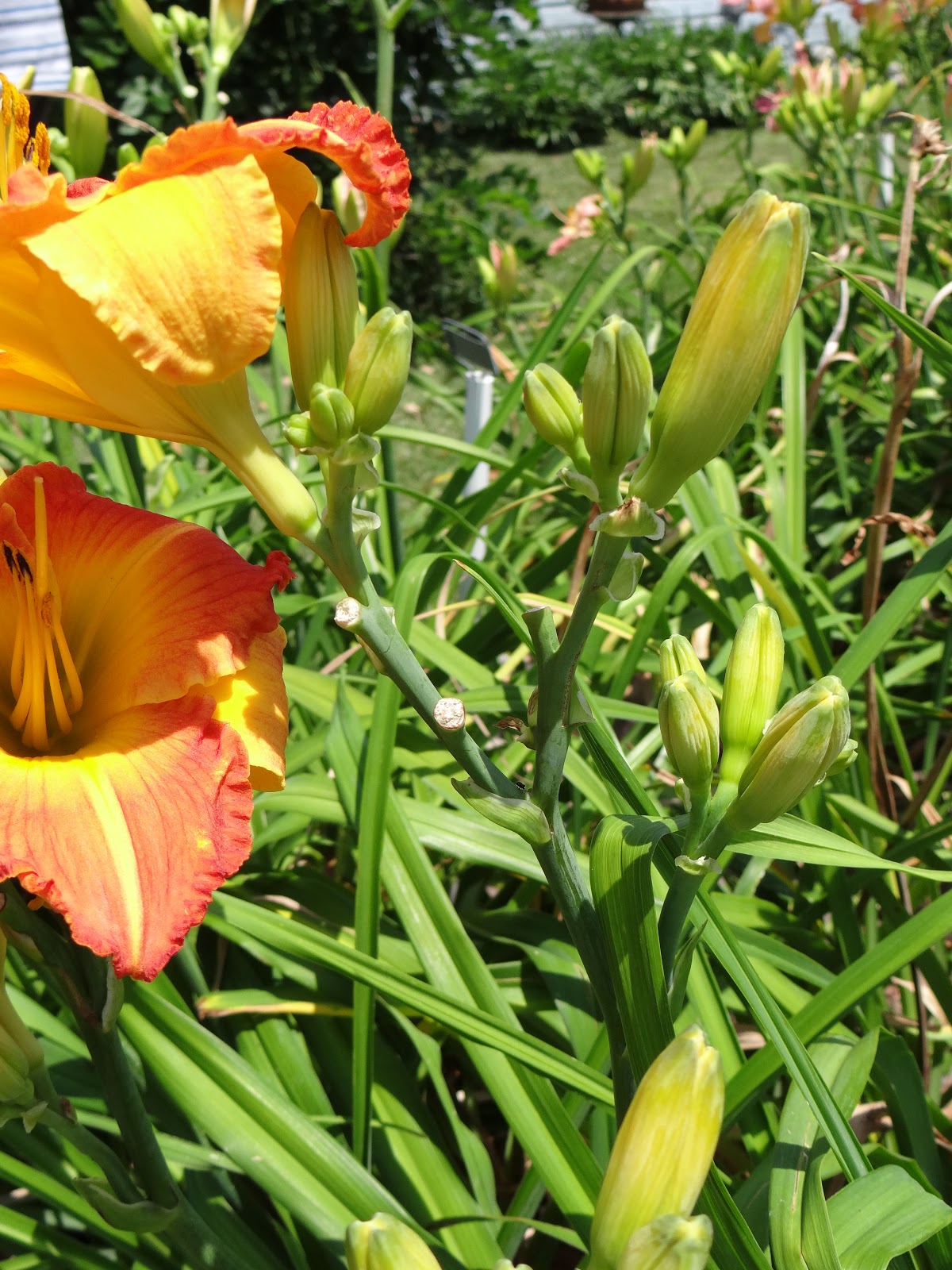 Nikki Schmith Daylily Introductions | a girl and her garden - a daylily ...