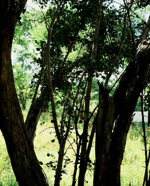 click!: Kayu-Hitam Sulawesi the Wood from Central Celebes