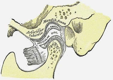 Anatomía Humana: Articulación Temporomandibular