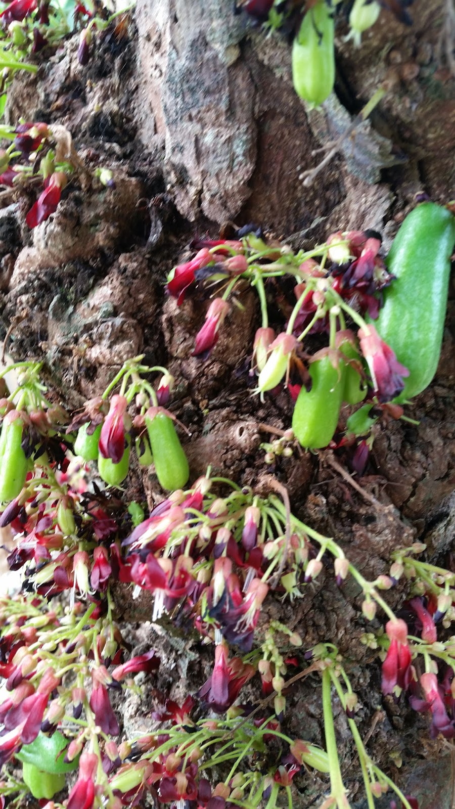 Warisan Petani: Pokok Belimbing Buluh.