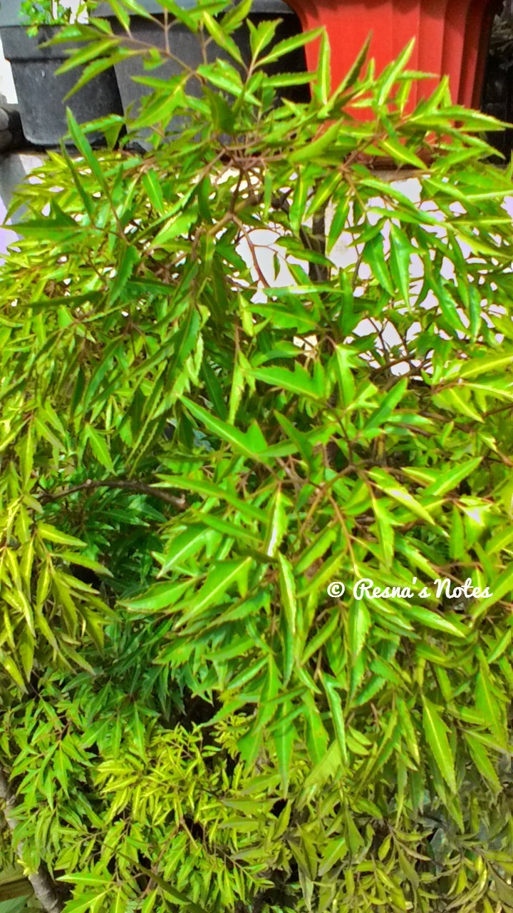 Resna Notes: TANAMAN PAGAR YANG BISA DIJADIKAN LALAPAN MATANG