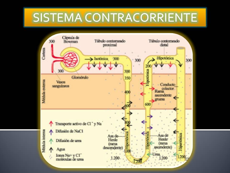 PORTAFOLIO DE EVIDENCIAS, FISIOLOGÍA BASICA JONATHAN I. JIMENEZ UAS ...