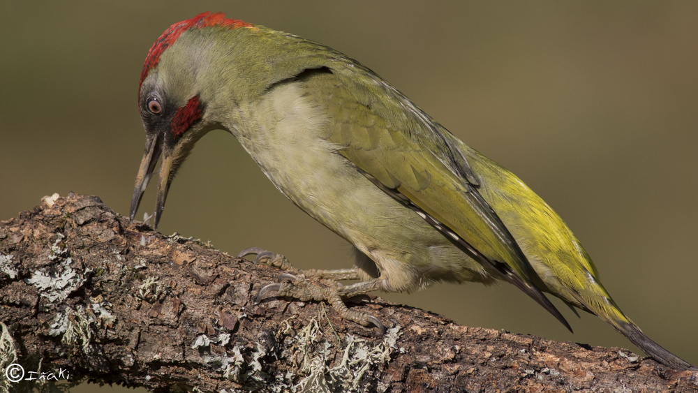 Nosoloaves - Aves del mundo (Birds of the world): Sin lugar a dudas ...