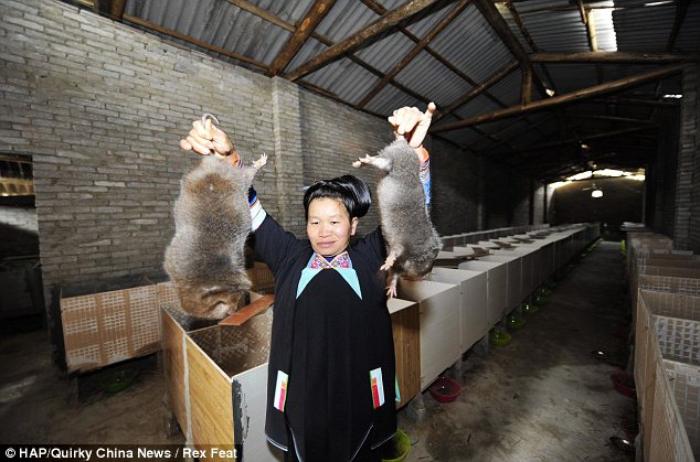 Health, Love and Entertainment: China's Bizarre Bamboo Rat farms