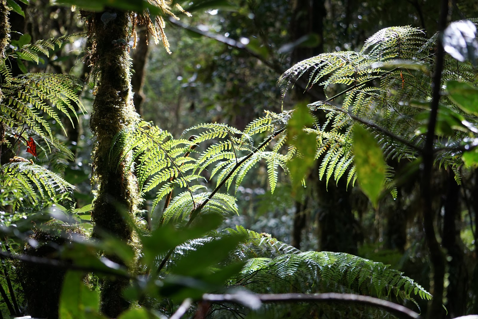 From Cloud Forest to Reef: CEO Alejandro Grajal takes us to Papua New ...