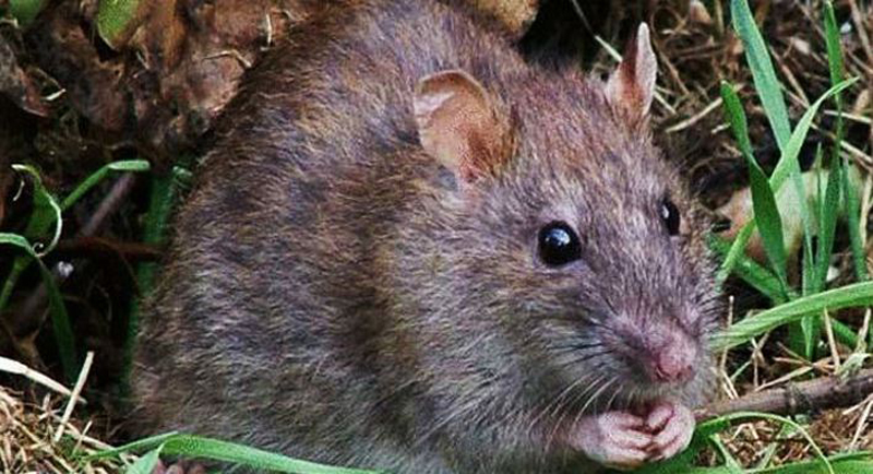 Tips Cara Aman dan Ampuh Mengusir Tikus dan Curut Dari Rumah - Intips Lagi