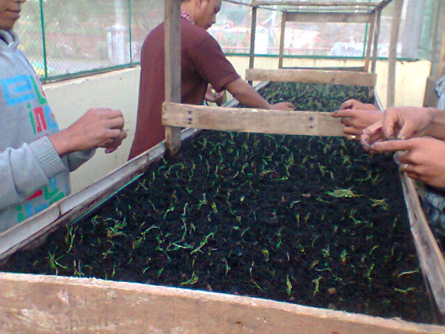 Balai Benih Hortikultura Loka Bantaeng: Aklimatisasi Planlet Kentang