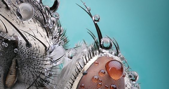 Kindergarten and Mooneyisms: 5 Minute Science Lesson - Fly