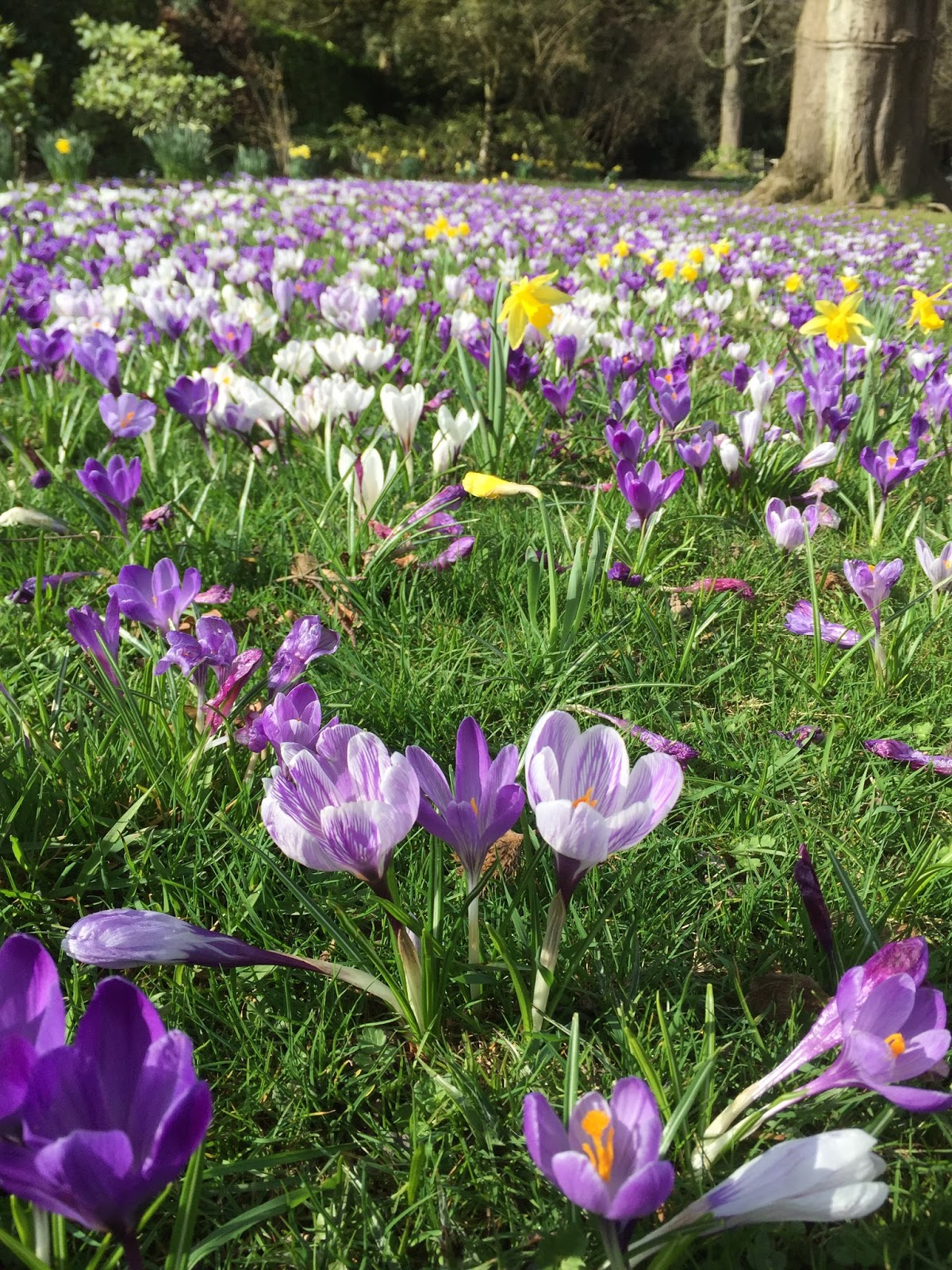 The joy of Spring flowers, lifting the spirits at Nymans.