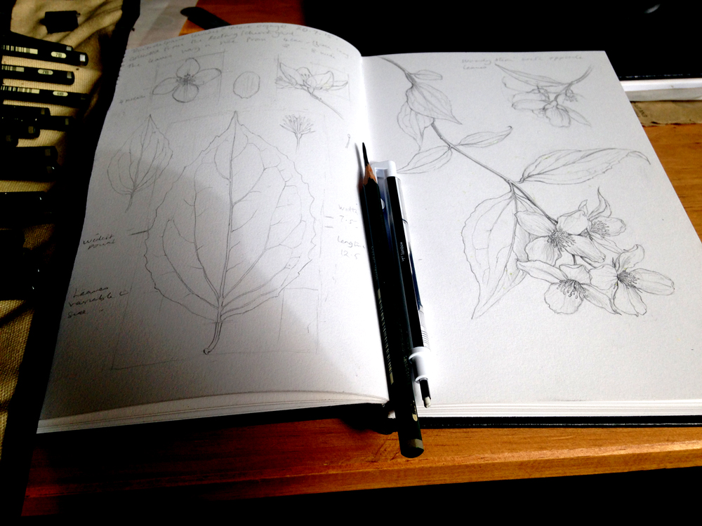 Botanical Sketchbook Collective: Botanical Sketchbook Course, Artist ...