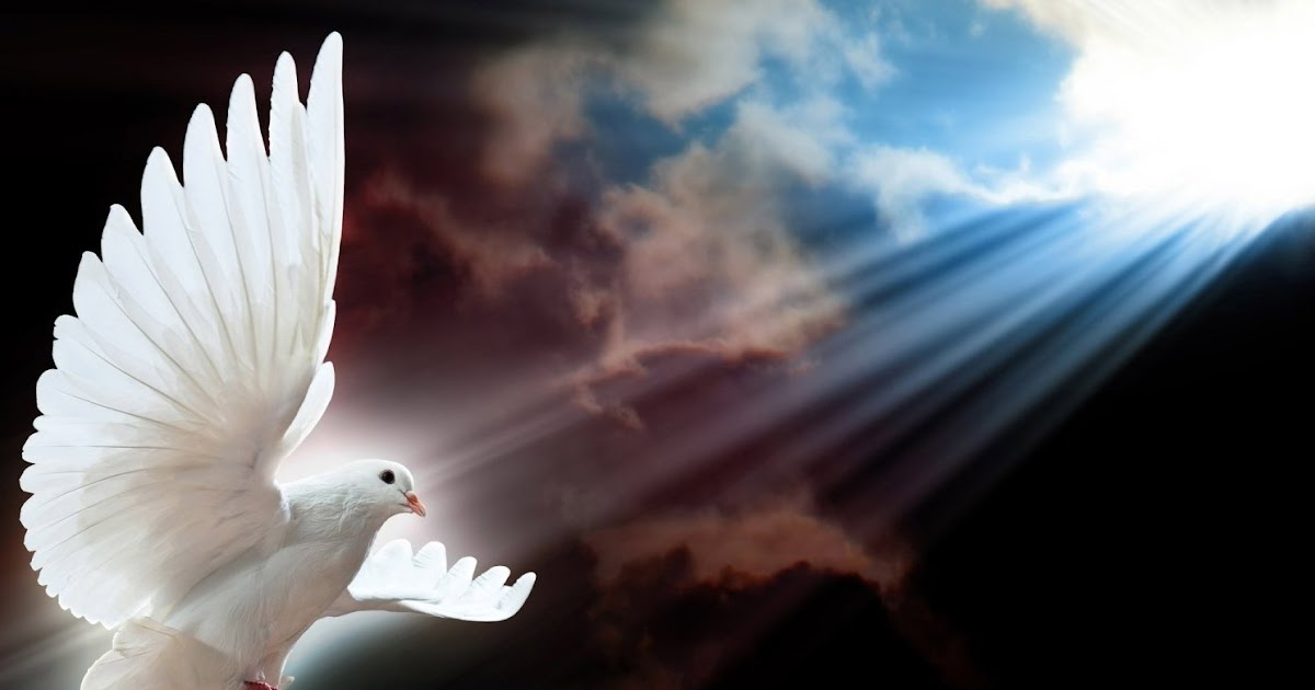 67 Not Out: A White Dove As A Message From Her Dead Mother