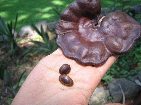 a chronology of stupidity: Parotas