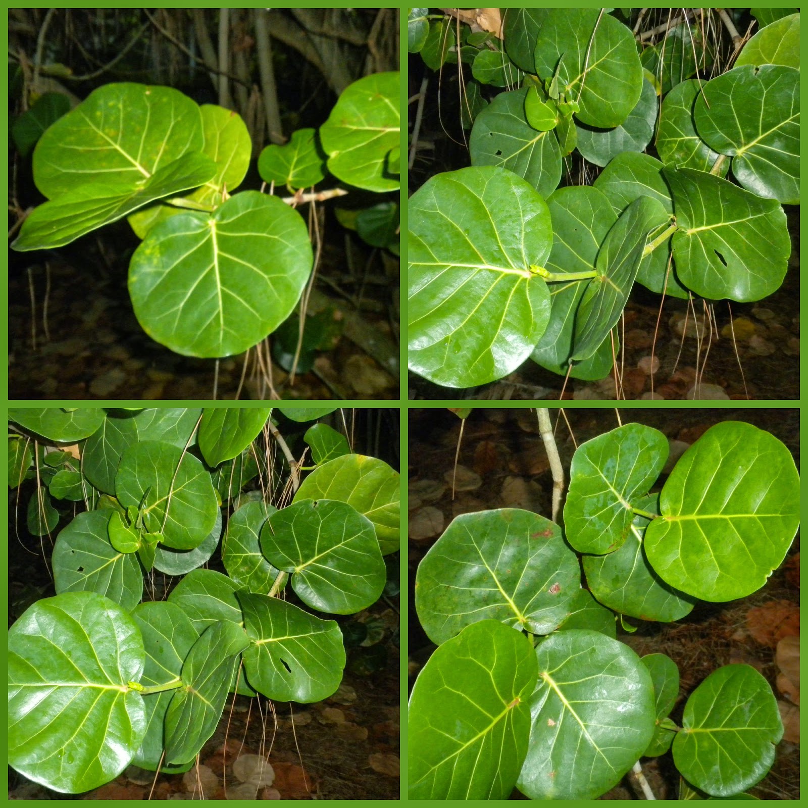 MadSnapper: Coccoloba uvifera -Seagrape