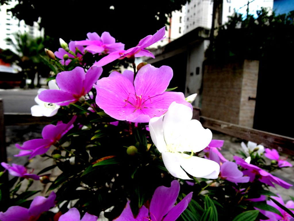 Manacá da Serra anão...– (Tibouchina mutabilis Var. “Nana”)