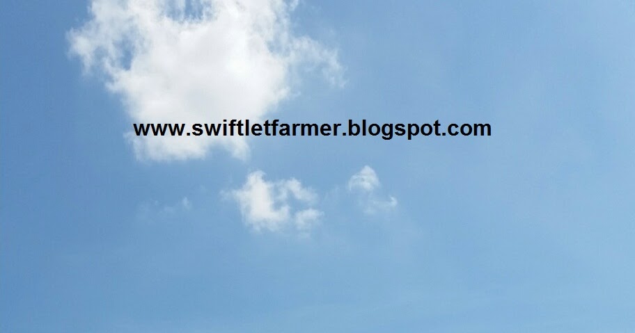Swiftlet Farming : Swiftlets Farming Equipments, Edible Birds Nest and ...