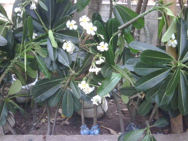 Menanam Pohon Kamboja Stek untuk Menghasilkan Bunga Kamboja Kering ...