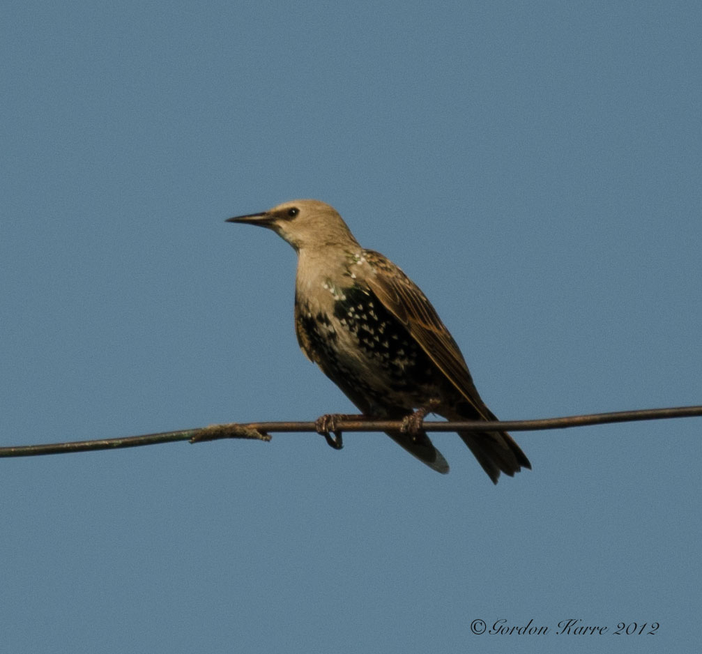 Gordon's Birding Adventures: McCook, Nebraska, Aug 2012