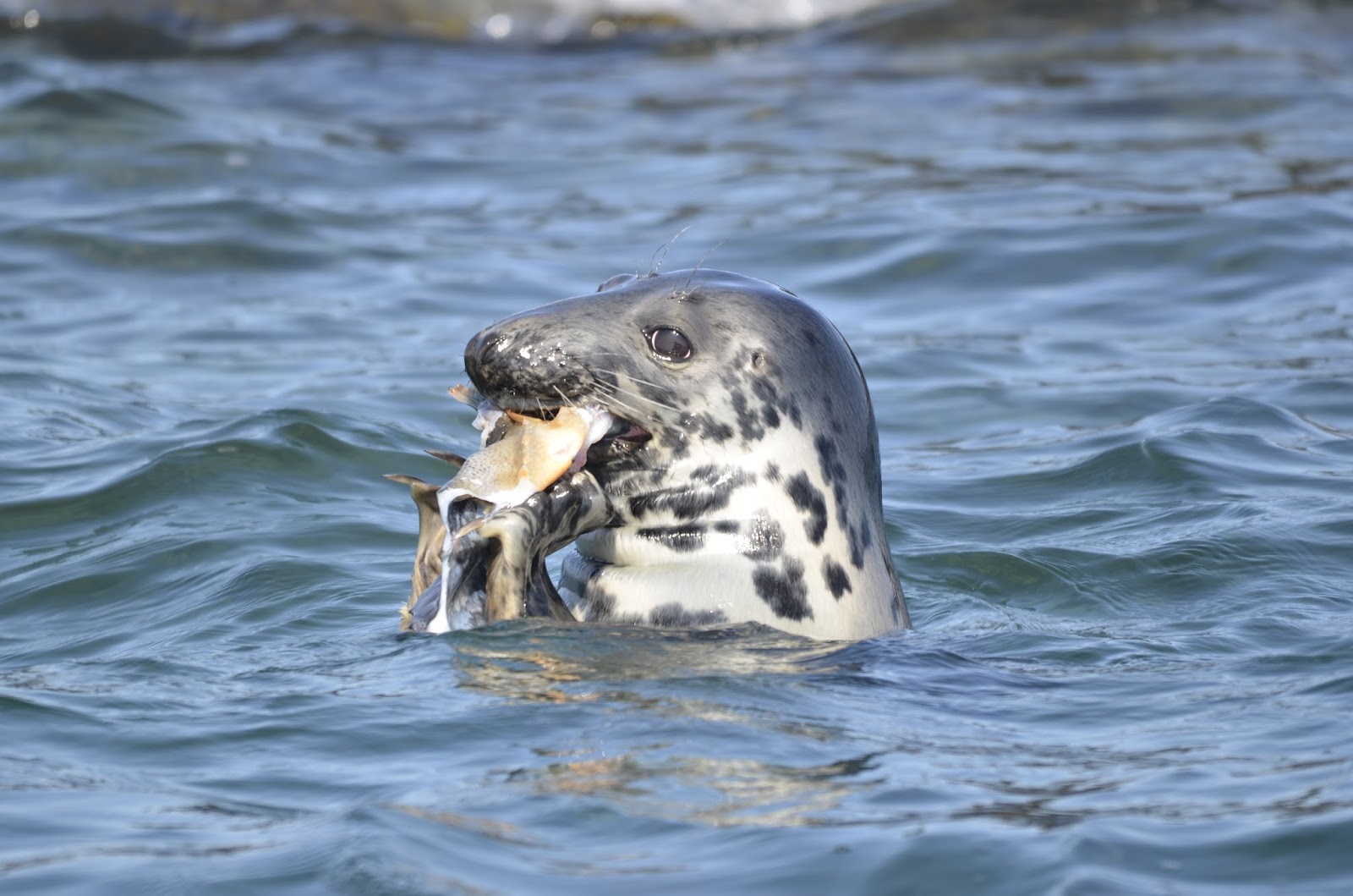 Hungry Seal - Serenity Farne Islands Boat Tours and Trips