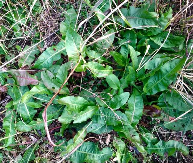 The Foraged Foodie: Identifying spring curly dock: an edible, weedy ...