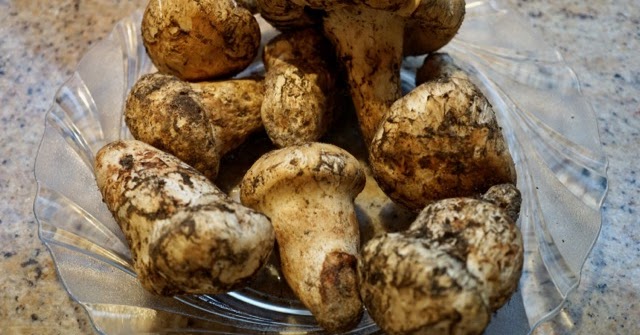 Norio on Wine and Food: Matsutake 松茸