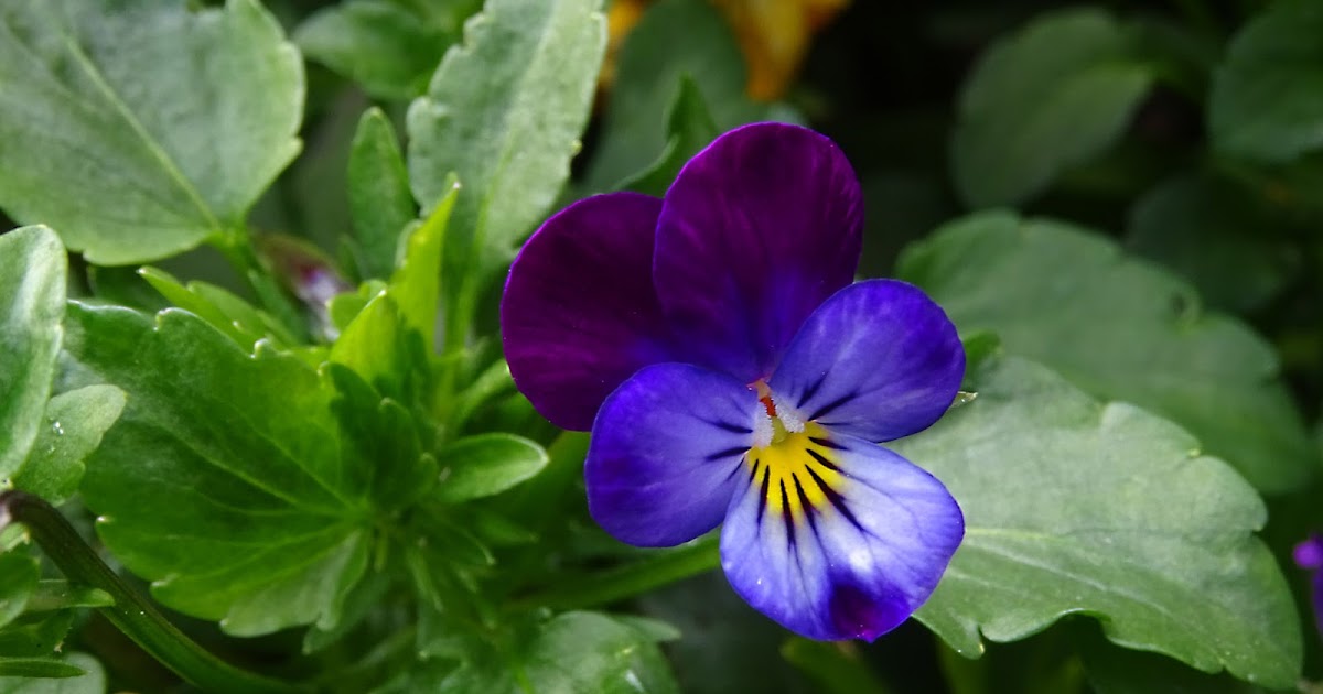 NixPixMix: HEARTSEASE