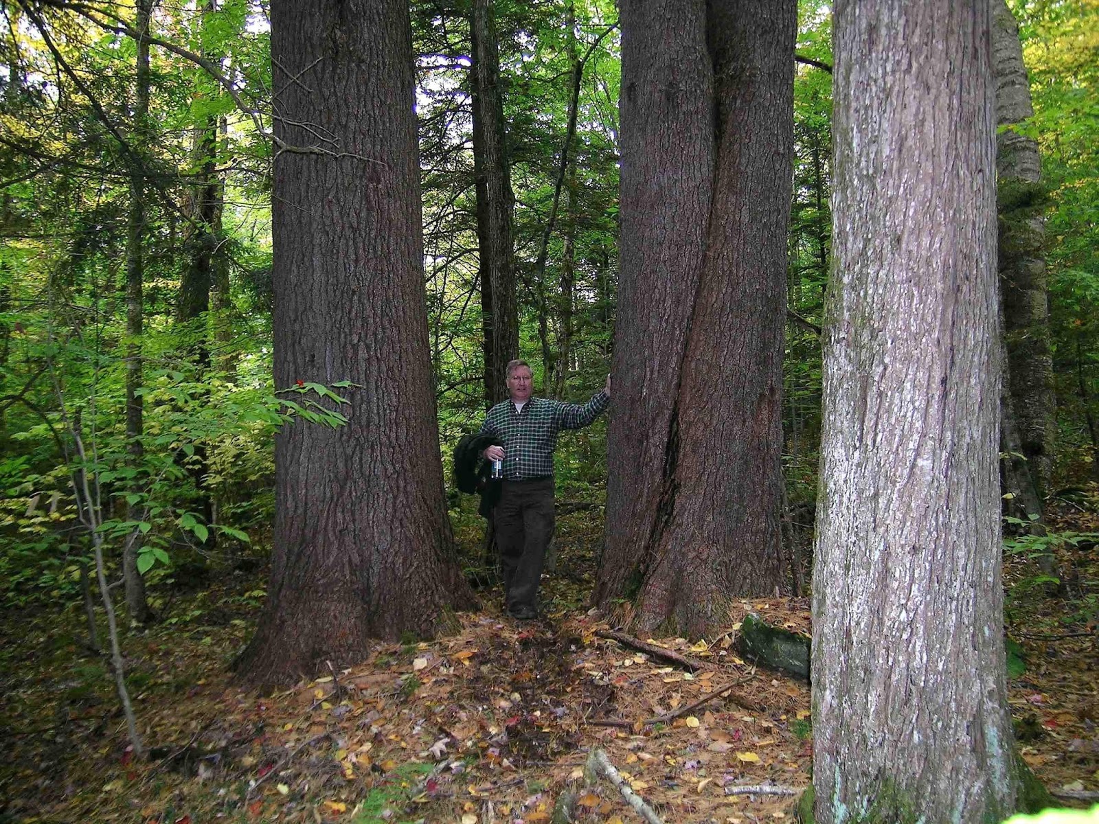 New England Forests: The Thoreau Pine - State Champion of Massachusetts