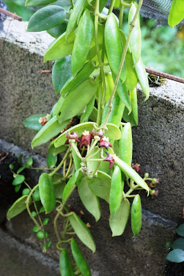 OUR PHILIPPINE TREES: Madulid's Hoya