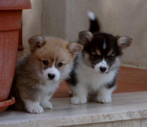 Pembroke e Cardigan Welsh Corgi: "Da oggi ci sono anch'io!" - Quando un ...