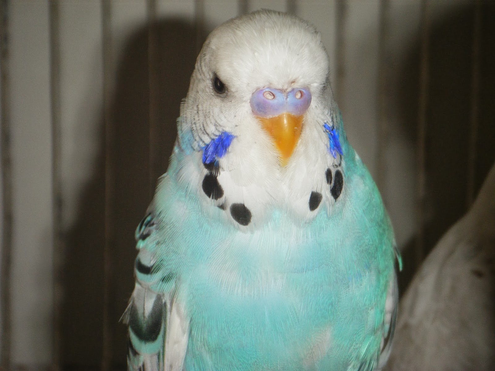 Royal Birds