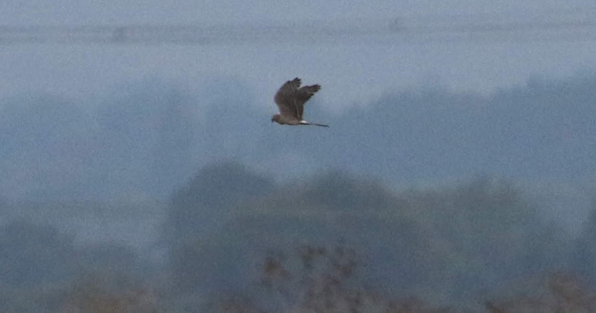 Simon and Karen Spavin: Hen Harrier, RSPB Blacktoft Sands