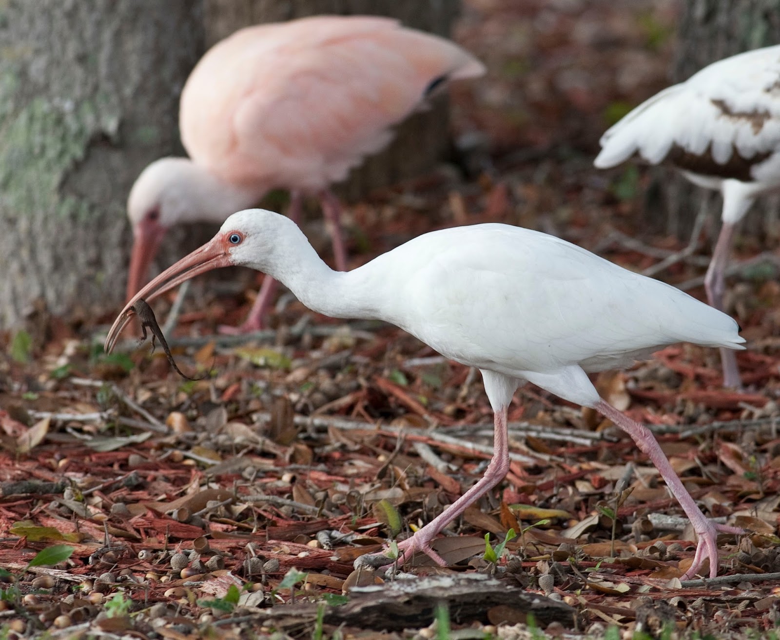 i heart florida birds: Not Your Typical...