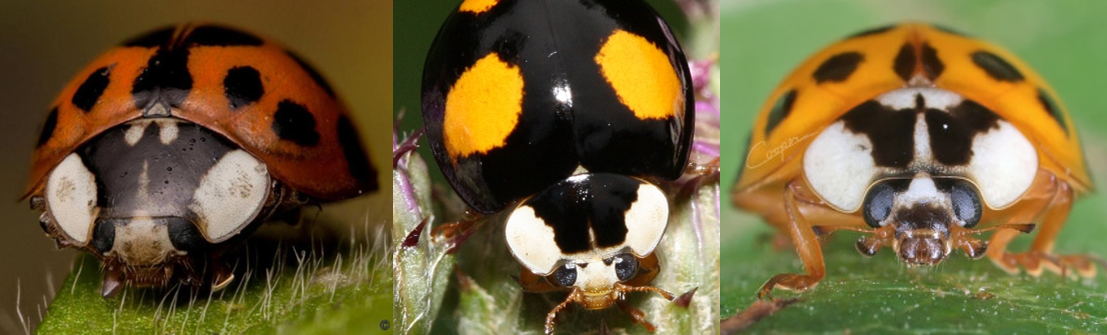 Hacia el camino de la supervivencia de nuestras chinitas nativas