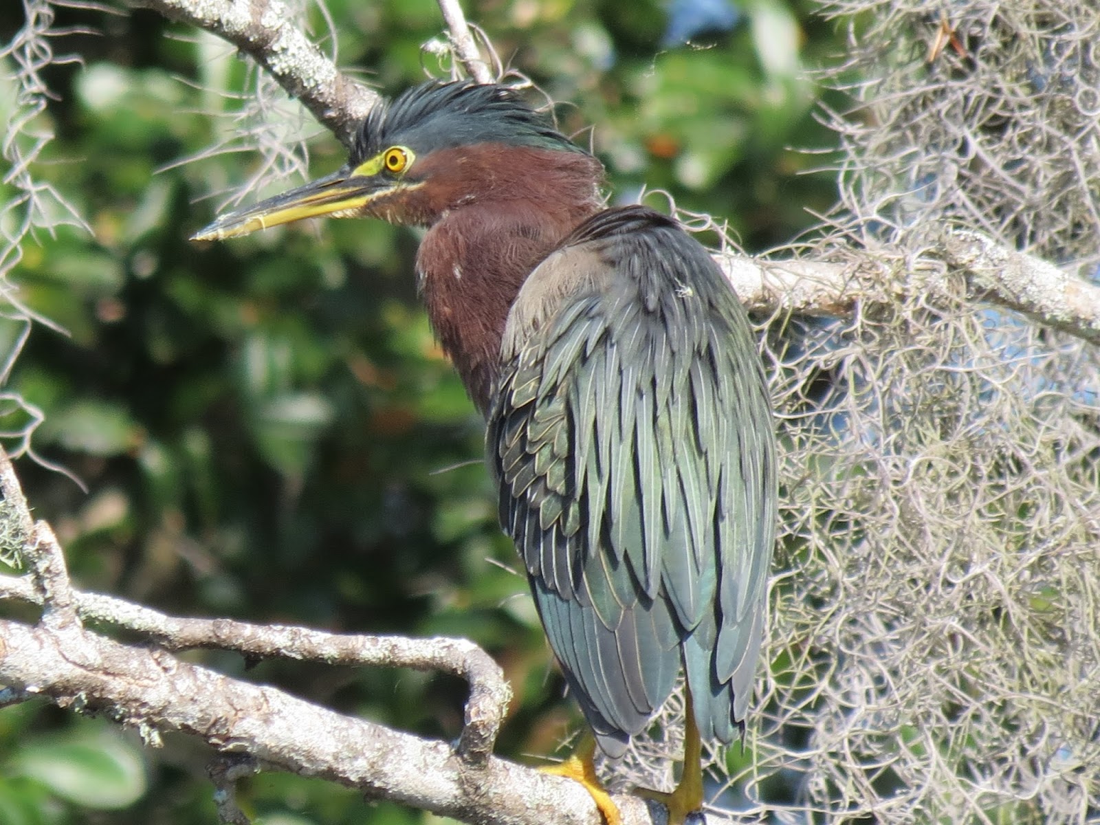 Viewing nature with Eileen: Green Heron