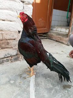 Gallos asiles su origen e historia