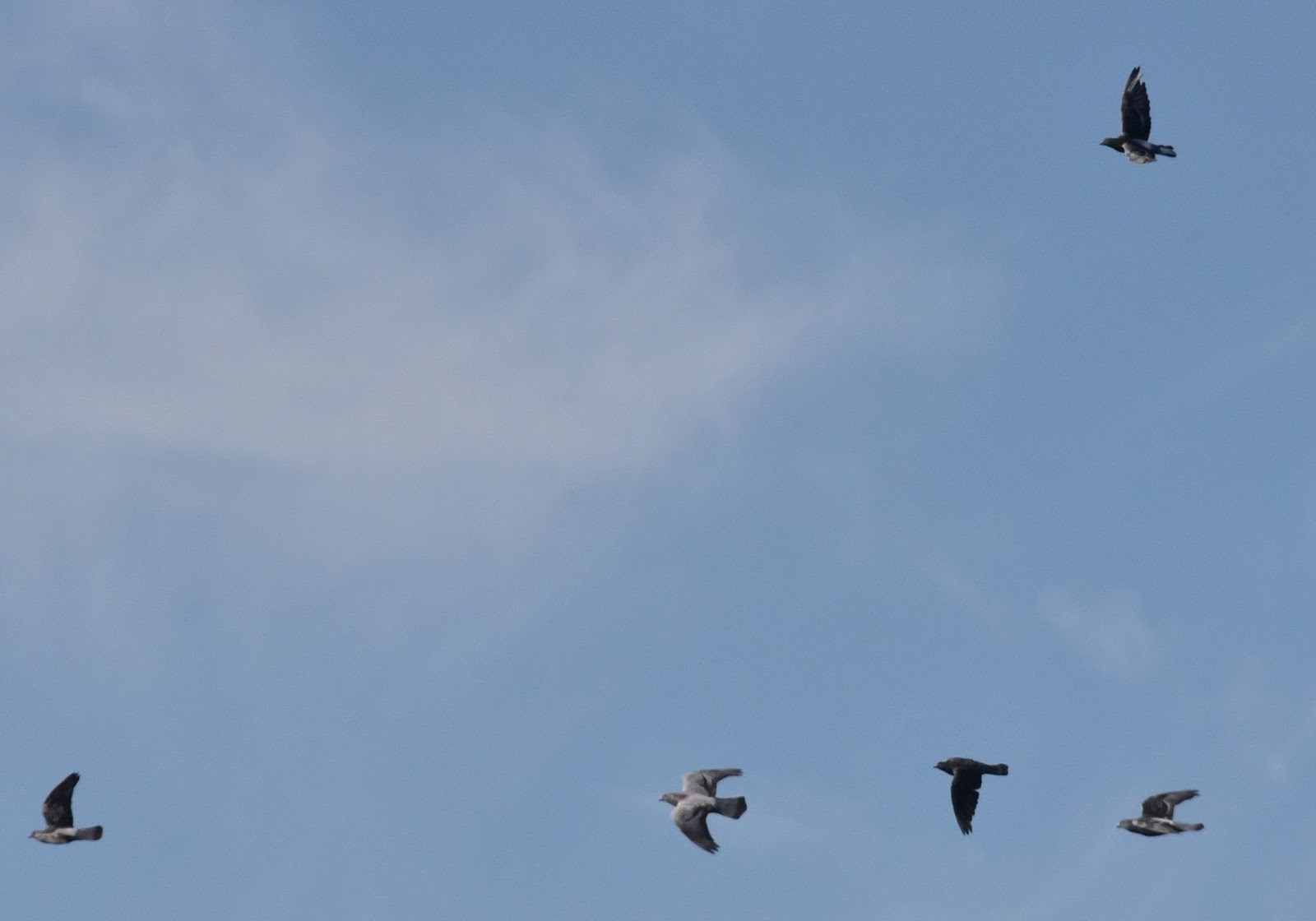 Shoreline Area News: Peregrine falcon entertains itself with pigeons