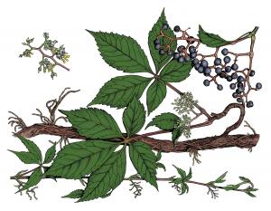 Botanica: MORPHOLOGY OF STEM