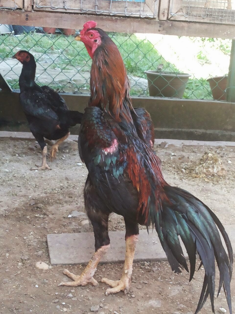 Ayam Sabung Sabah (Kota Kinabalu)